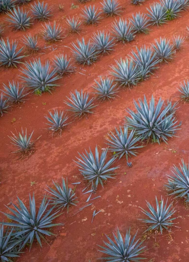Agave 101: Types, Blue Agave Tequila & The Agave Plant | Suerte Tequila